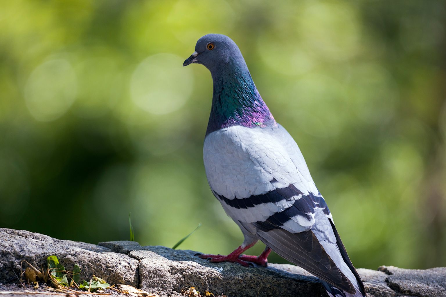 Las palomas y su cohabitación en las ciudades españolas: la historia de ...